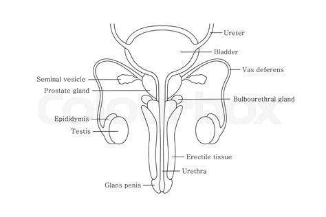Diagram Of Male Reproductive System - IAB Lab